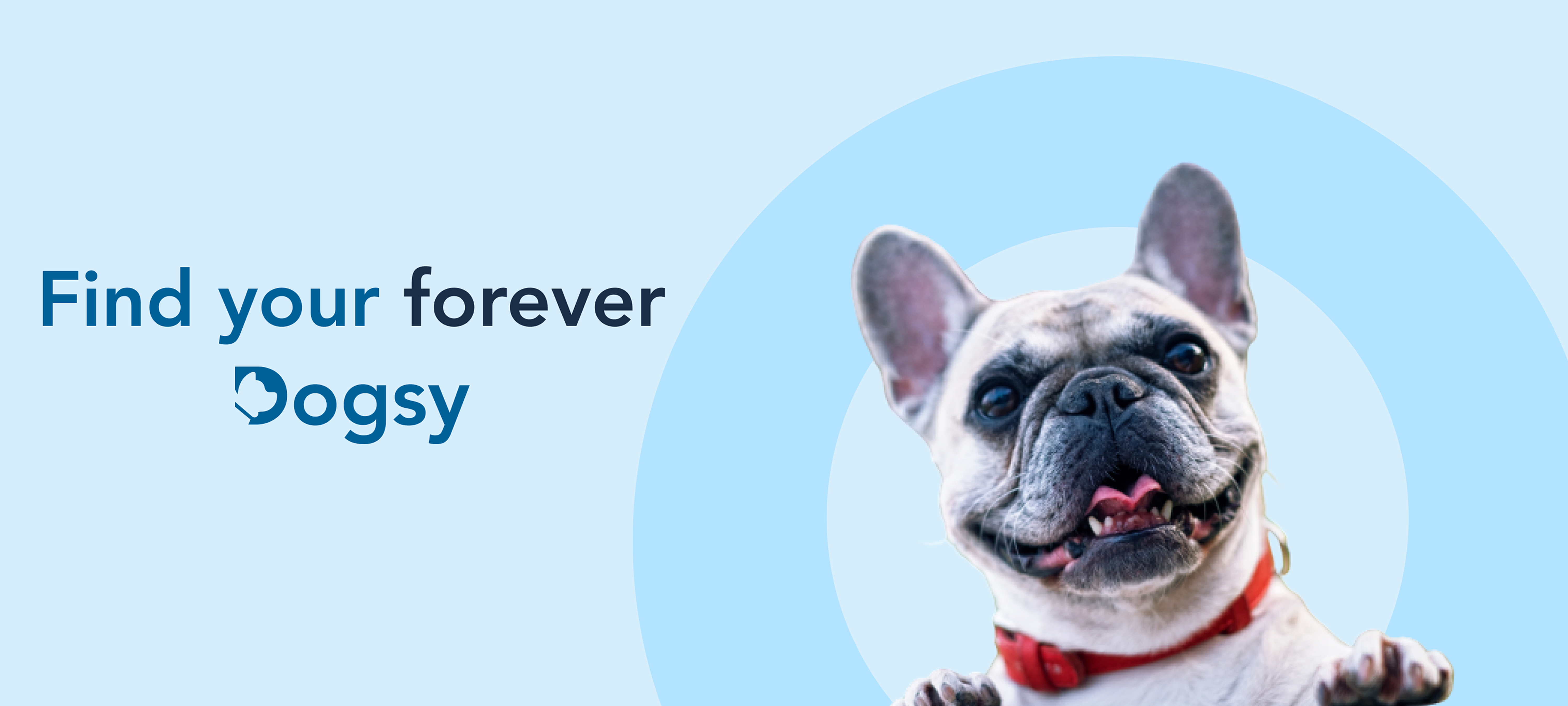 Adorable puppies - Dogsy.ie