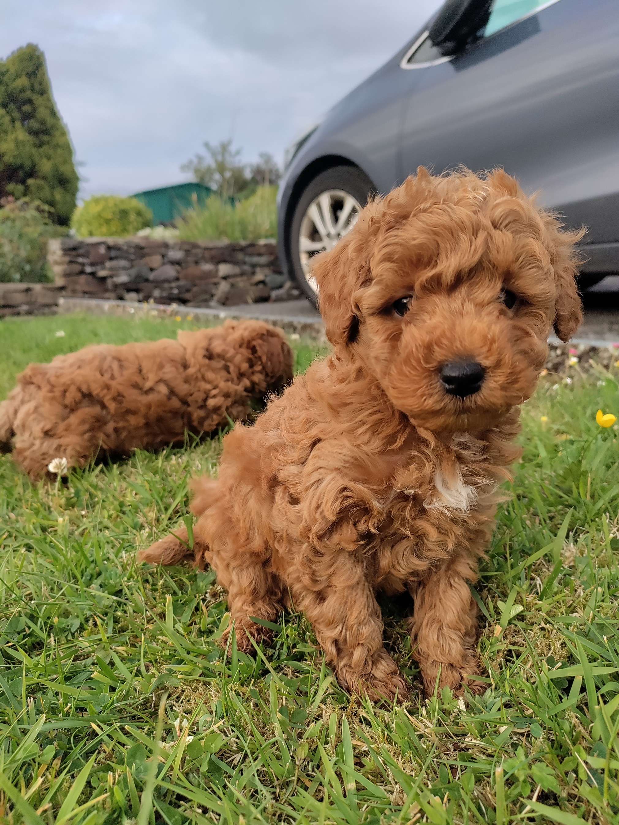 Purebred Red Miniature Poodles - Dogsy.ie