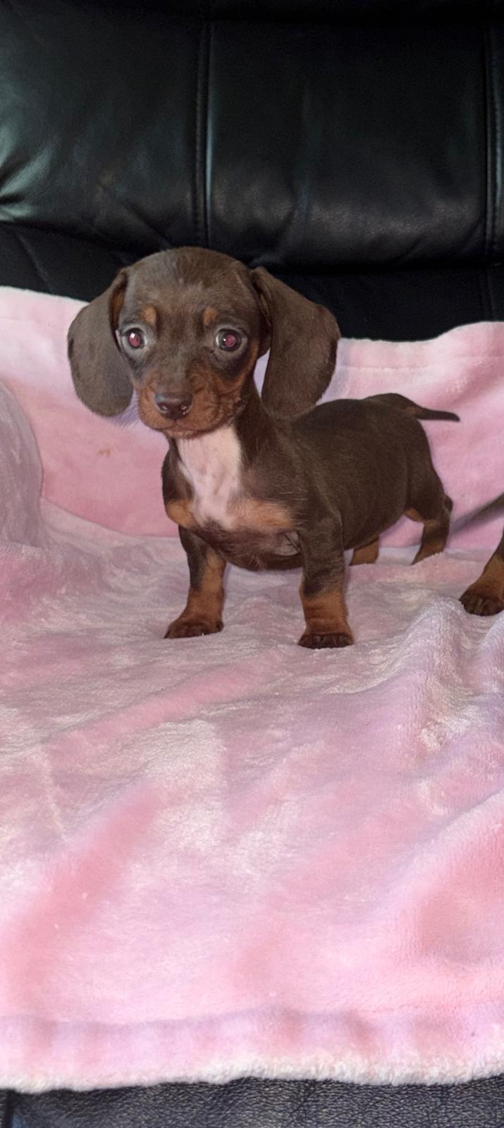 Two miniature dachshund puppies - Dogsy.ie