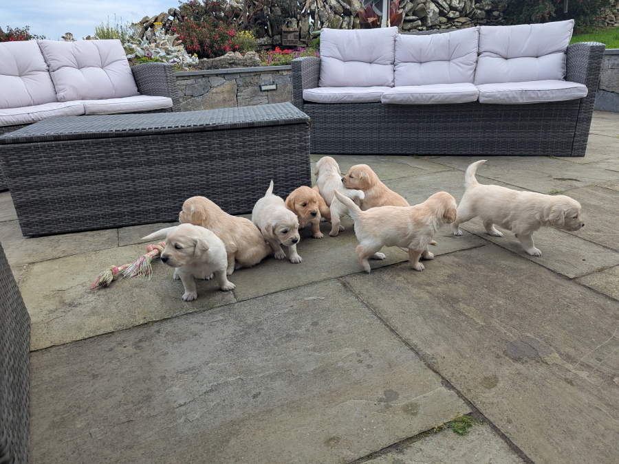 Find your New Best Friend- Golden Retriever puppies for sale - Dogsy.ie