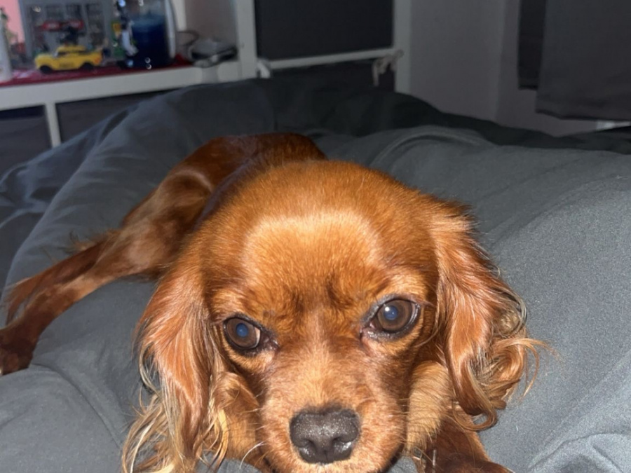Female King Charles - Dogsy.ie