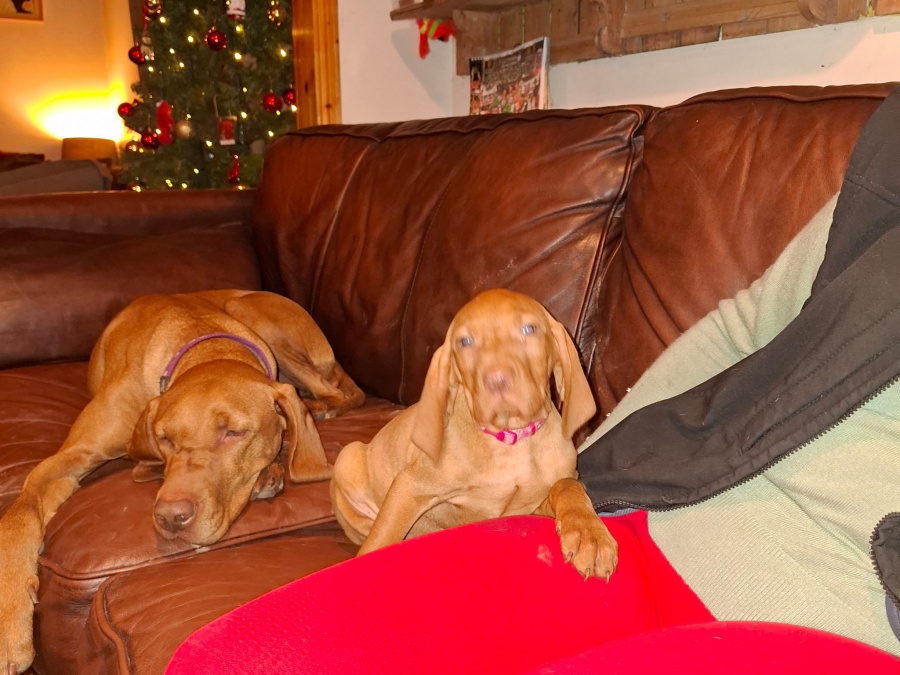 Adorable puppies - Dogsy.ie