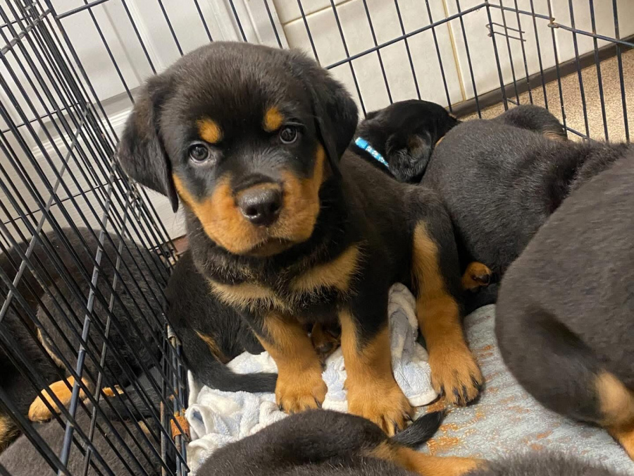 Top Quality Rottweiler Females Available - Dogsy.ie
