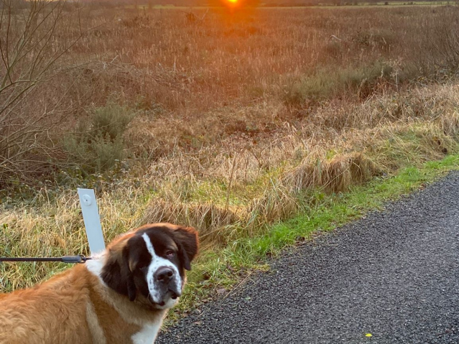 St Bernard - Dogsy.ie
