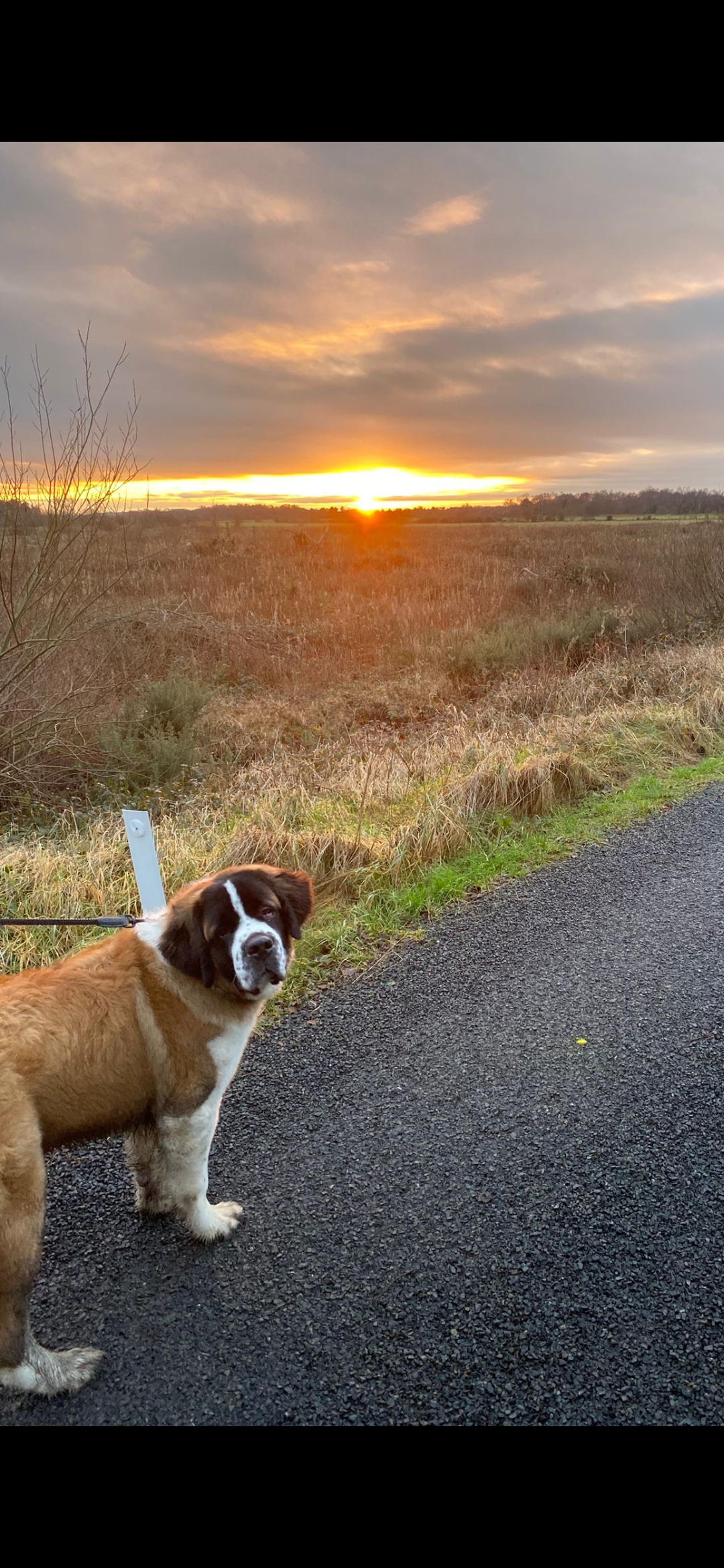 St Bernard - Dogsy.ie