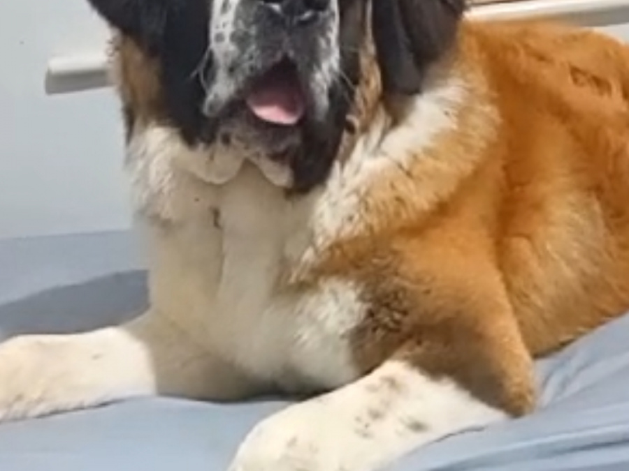St Bernard - Dogsy.ie