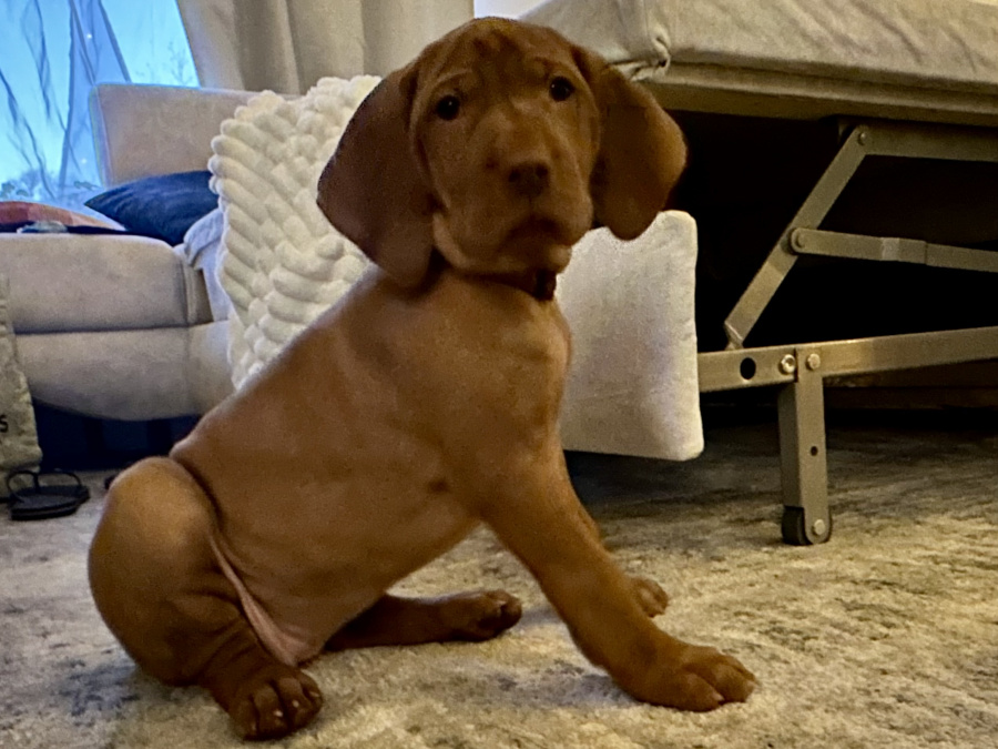 IKC Registered Hungarian Vizsla puppies – Exceptional Bloodlines - Dogsy.ie