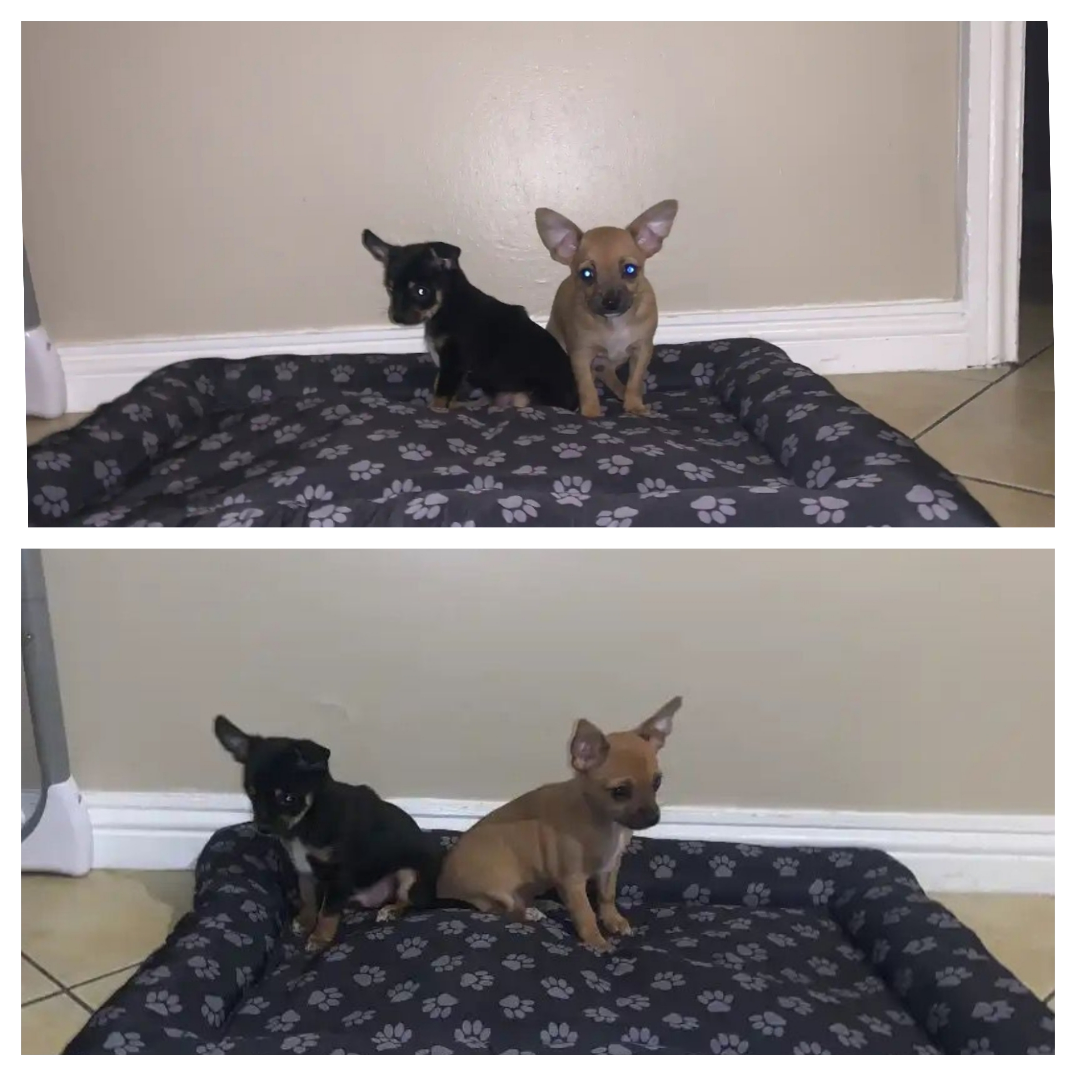 Chihuahua puppy 🐶 😍 - Dogsy.ie