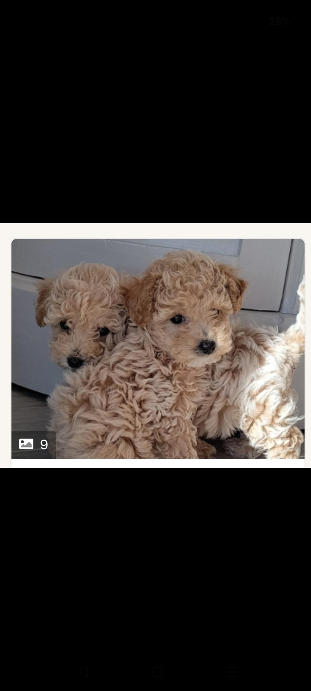 Poochon puppy - Dogsy.ie