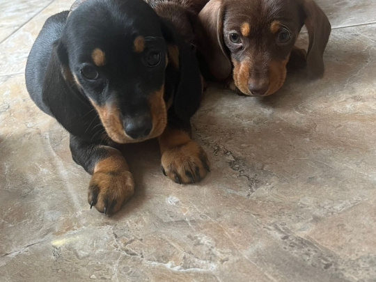 Puppies & Dogs for sale in Ireland - Dogsy.ie