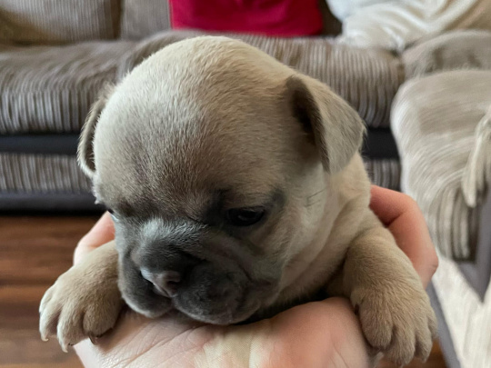 Puppies & Dogs for sale in Ireland - Dogsy.ie