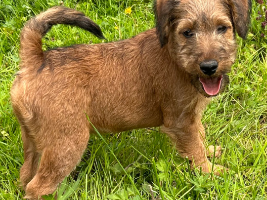 Puppies & Dogs for sale in Ireland - Dogsy.ie