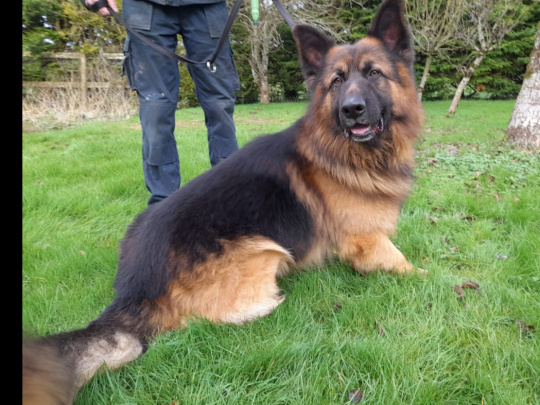 German Shepherd - Dogsy.ie