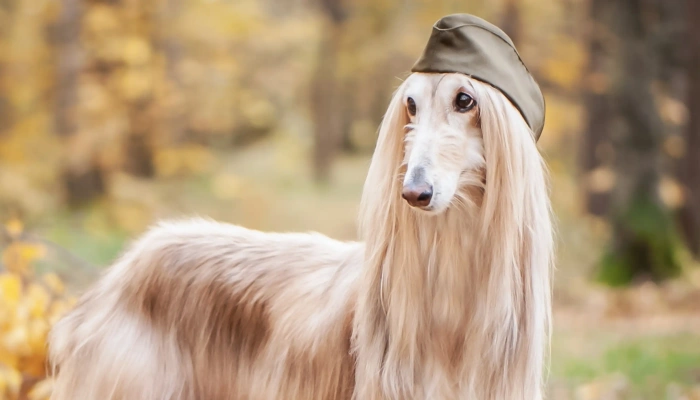 Afghan Hound Dog Breed Information - Dogsy.ie