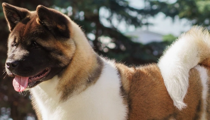 Akita Dog Breed Information - Dogsy.ie