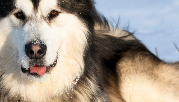 Alaskan Malamute Dog Breed Information - Dogsy.ie