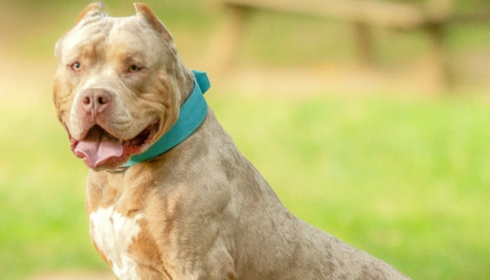 American Bully Dog Breed Information - Dogsy.ie