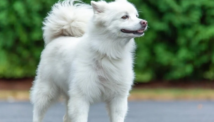 American Eskimo Dog Breed Information Dogsy Ie