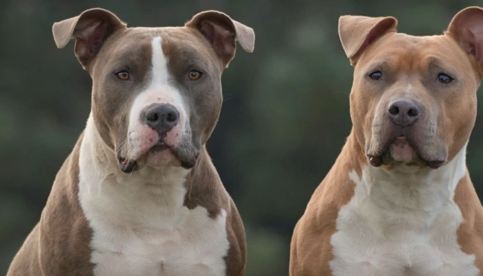 American Staffordshire Dog Breed Information - Dogsy.ie