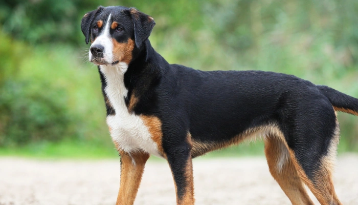 Appenzeller Sennenhund Dog Breed Information - Dogsy.ie