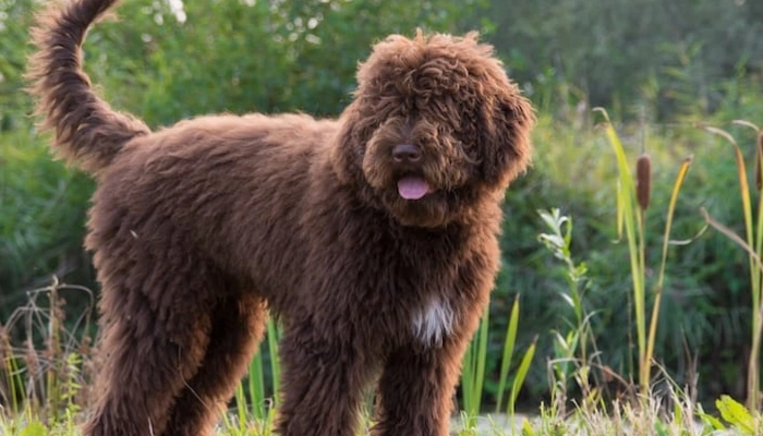 Barbet Dog Breed Information - Dogsy.ie