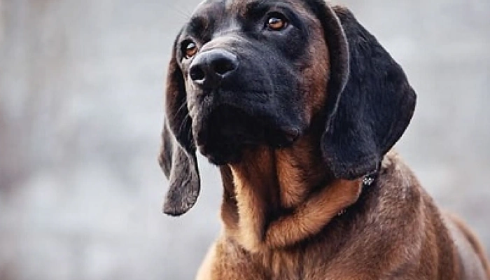 Bavarian Mountain Hound Dog Breed Information - Dogsy.ie