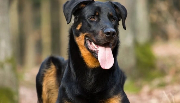 Beauceron Dog Breed Information - Dogsy.ie
