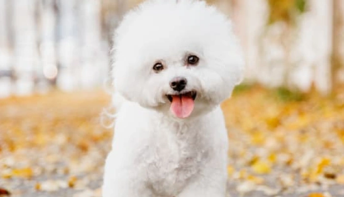 Bichon Frise Dog Breed Information - Dogsy.ie