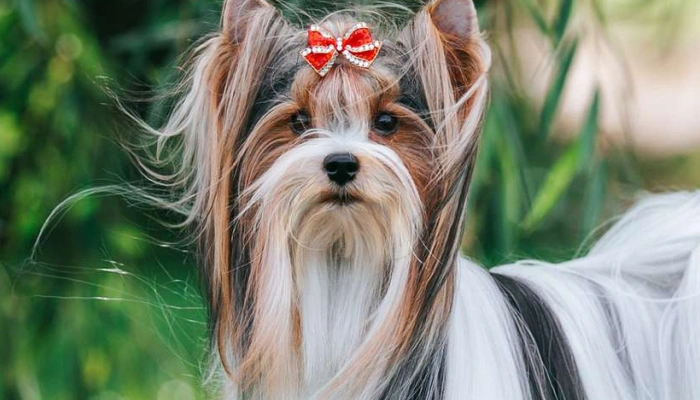 Biewer Terrier Dog Breed Information - Dogsy.ie