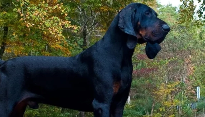 Black and Tan Coonhound Dog Breed Information - Dogsy.ie