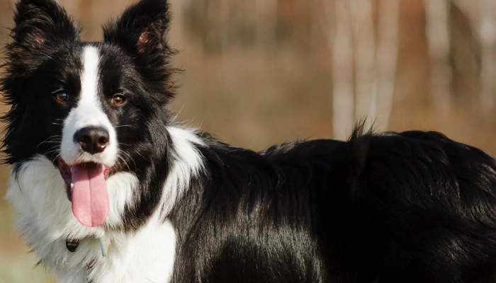 Border Collie Dog Breed – Intelligence, Energy, Training & Care - Dogsy.ie