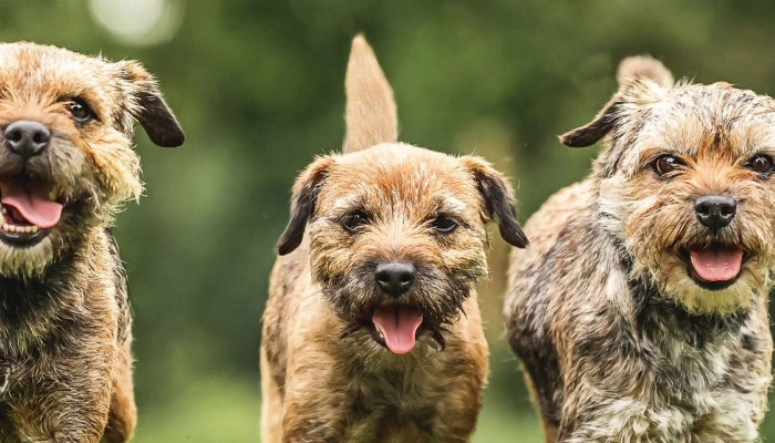 Border Terrier Dog Breed – Temperament, Grooming, Exercise & Care ...