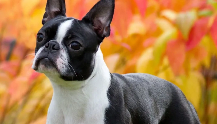 Boston Terrier Dog Breed – Temperament, Size, Grooming & Care - Dogsy.ie