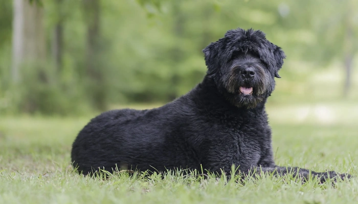 Bouvier des Flandres Dog Breed Information - Dogsy.ie