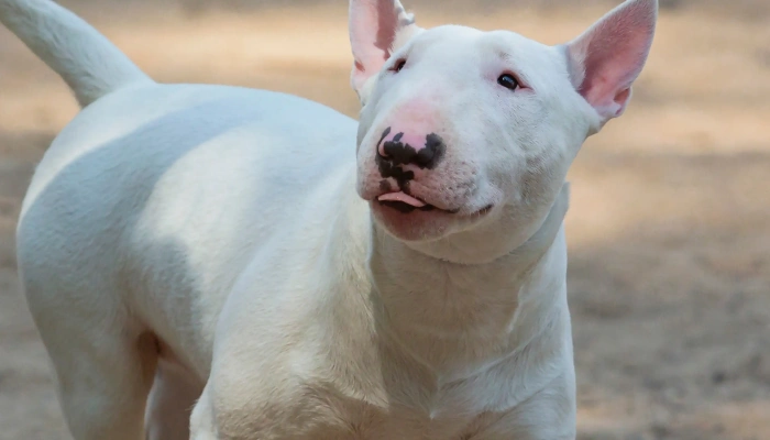Bull Terrier Dog Breed Information - Dogsy.ie