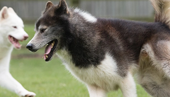 Canadian Eskimo Dog Breed Information - Dogsy.ie