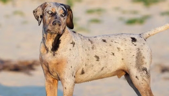 Catahoula Leopard Dog Breed Information - Dogsy.ie