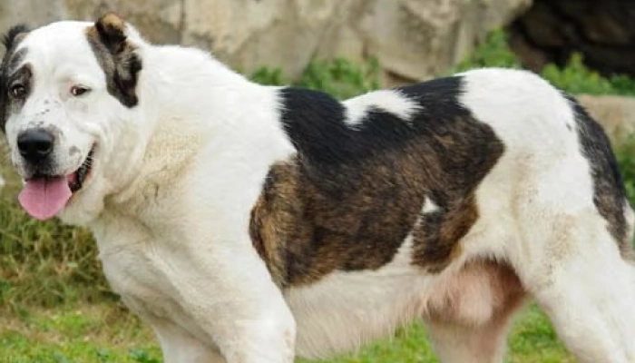 Central Asian Shepherd Dog Breed Information - Dogsy.ie