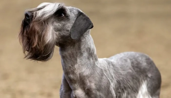 Cesky Terrier Dog Breed Information - Dogsy.ie