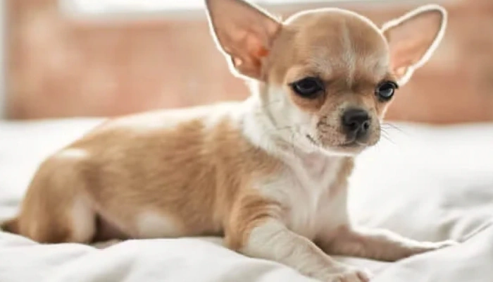 Chihuahua Dog Breed Information - Dogsy.ie