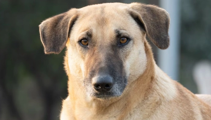 Chinook Dog Breed Information - Dogsy.ie
