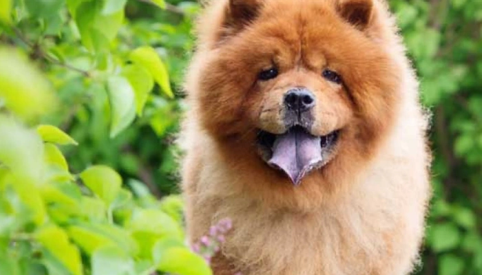 Chow Chow Dog Breed Information - Dogsy.ie