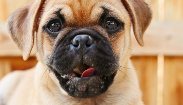 Chug Dog Breed Information - Dogsy.ie