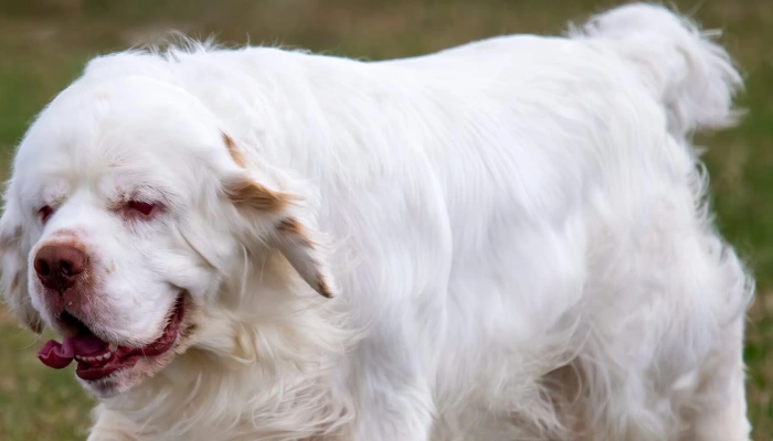 Clumber Spaniel Dog Breed Information - Dogsy.ie