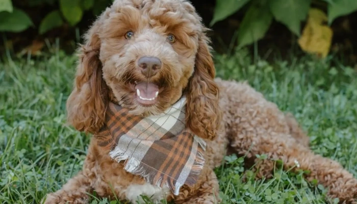 Cockapoo Dog Breed Information - Dogsy.ie