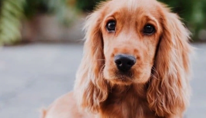 Cocker Spaniel Dog Breed Information - Dogsy.ie