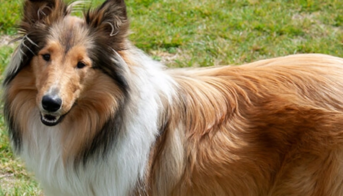 Collie Dog Breed Information - Dogsy.ie