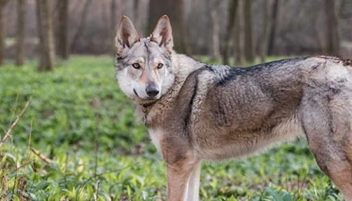 Czechoslovakian Vlciak Dog Breed Information - Dogsy.ie