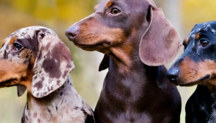 Dachshund Dog Breed Information - Dogsy.ie