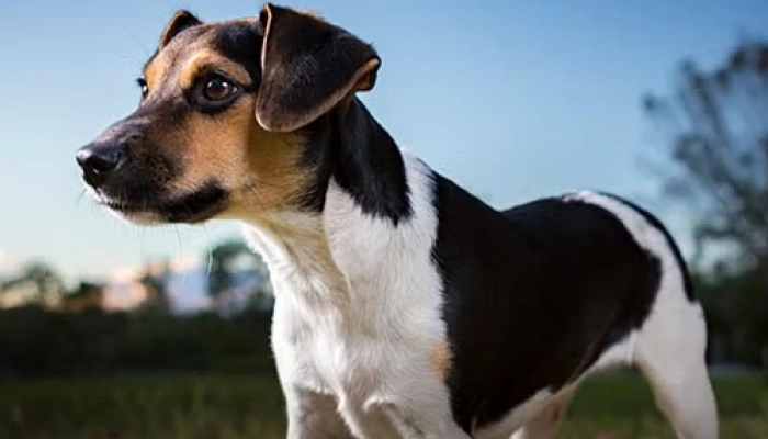 Danish-Swedish Farmdog Dog Breed Information - Dogsy.ie